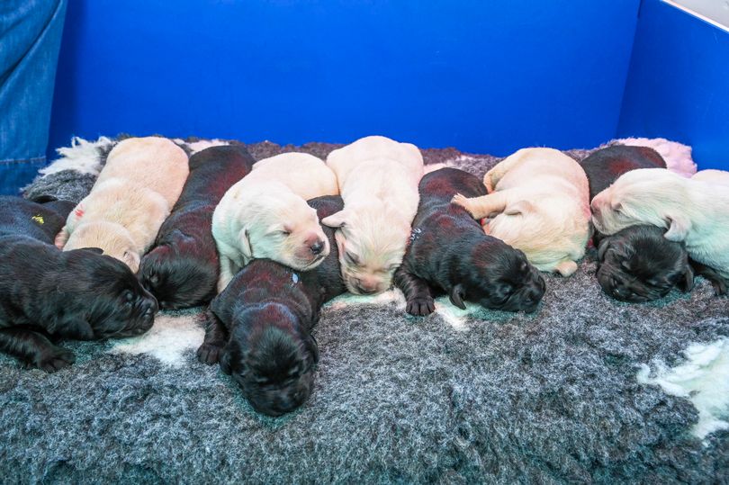 Adorable photos show first litter of Guide Dogs puppies born in 2026