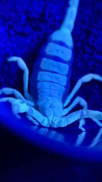 Scorpion under the microscope!