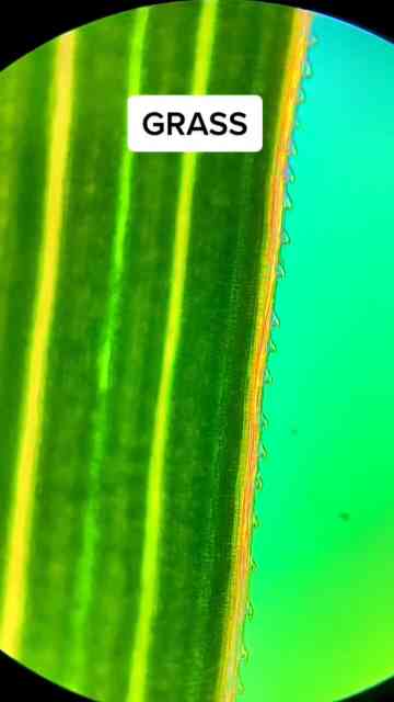 Surprise under the microscope