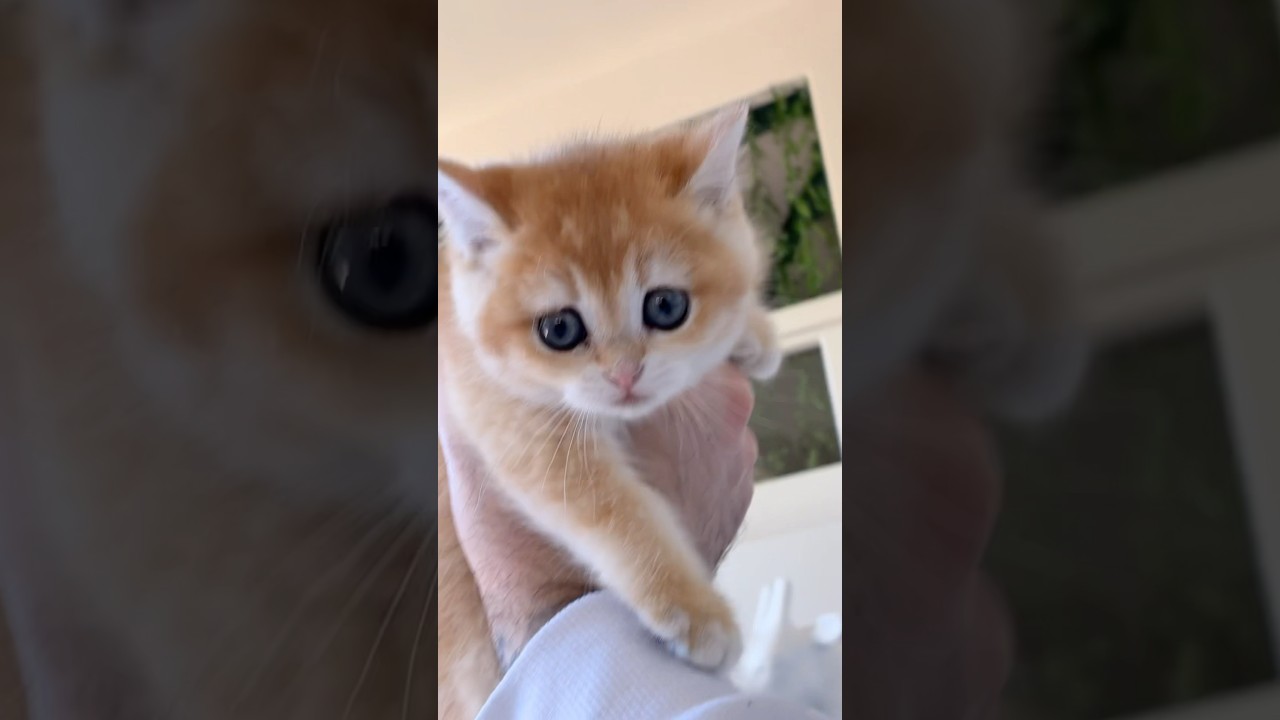 Our new cat immediately crowned ruler of the house