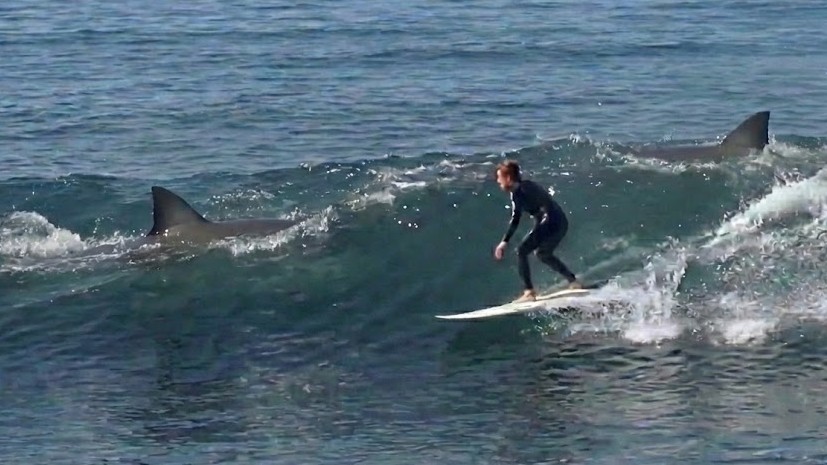 The only time two great white sharks attacked the same man on camera