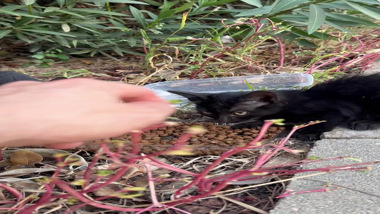 Husky finds stray kittens in storm drain