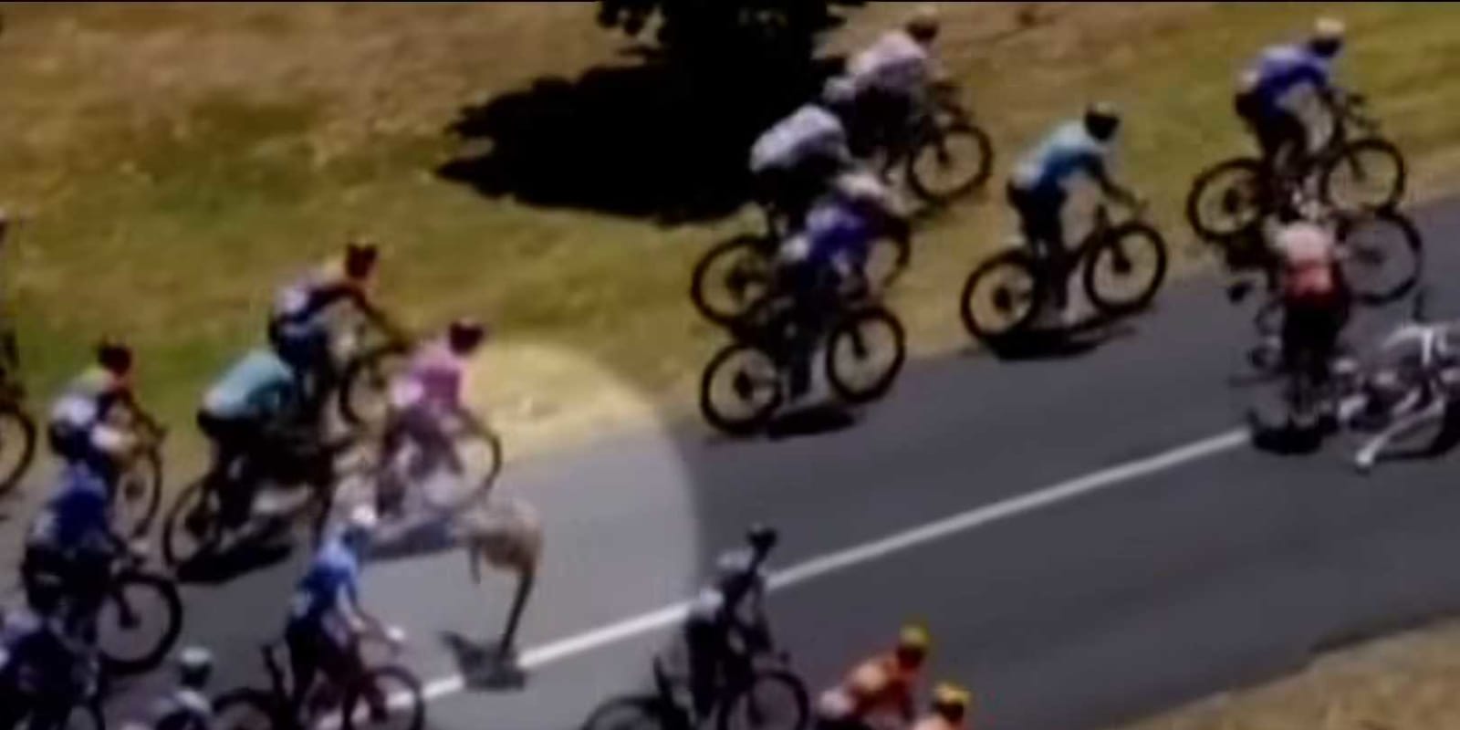 Tour Down Under shock: Kangaroos threw themselves onto cyclists—riders ...