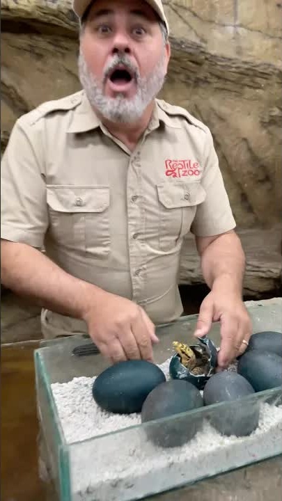 We got a dino egg to hatch! 🐣 🦖 🦎 Holy cow!