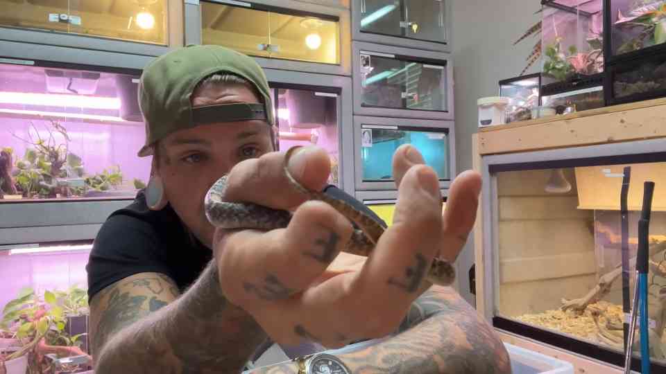 When yellow tail indigo snakes overpower rivals with speed and mass