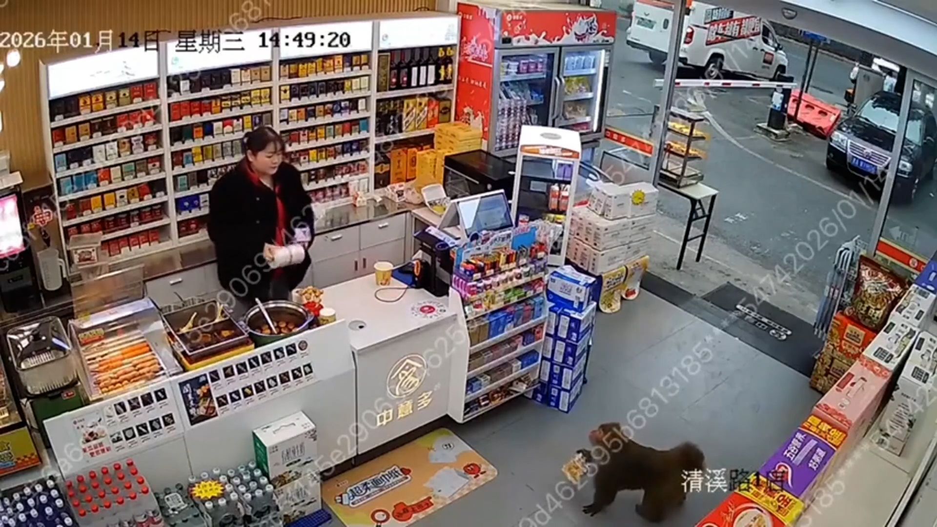 Staredown mit Verkäuferin: Affe räumt Supermarkt in China aus