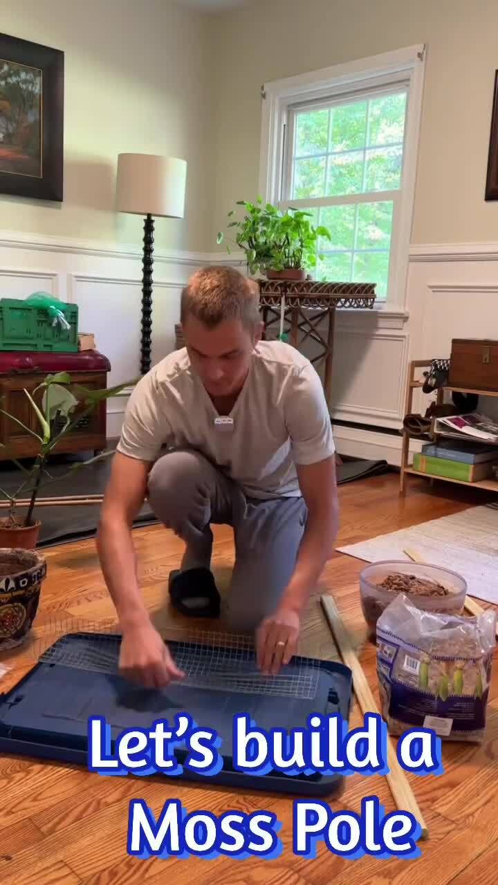 Build a moss pole #houseplants #climbingplants #shorts