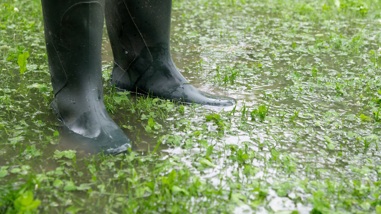 5 reasons why your backyard is flooding (& how to prevent it)