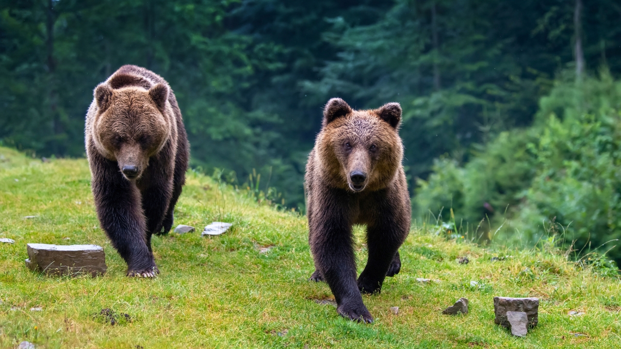 The animals most likely to stalk your campsite at night