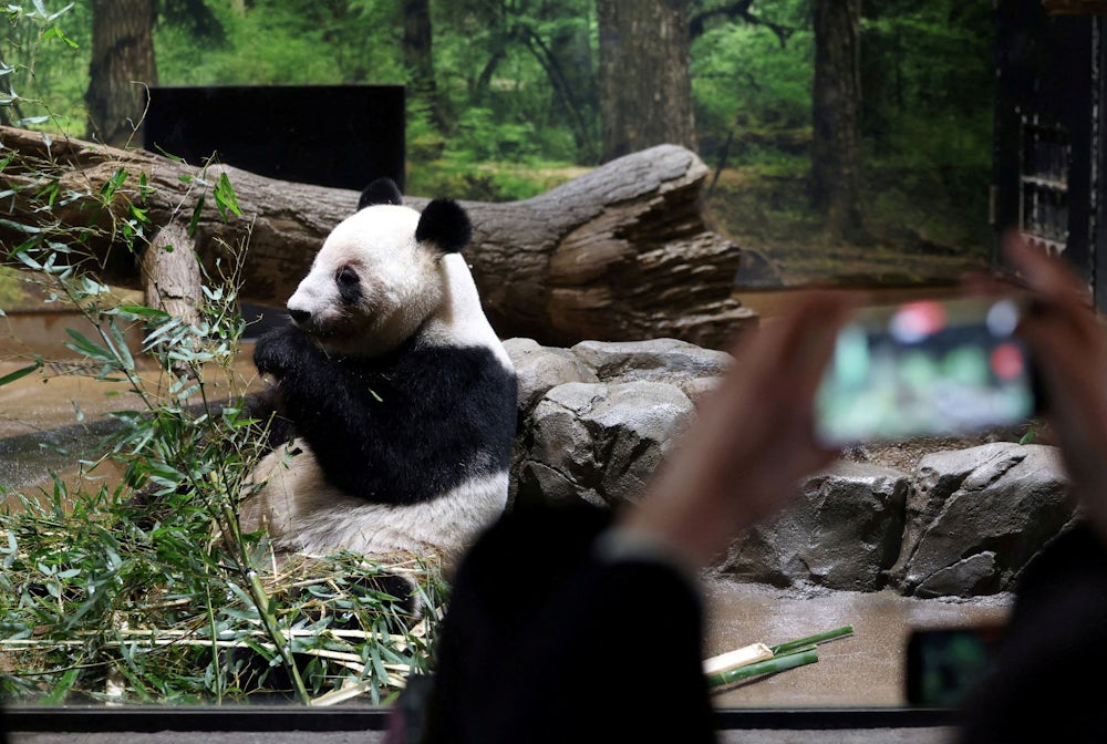 Japan: Xiao Xiao und Lei Lei müssen gehen