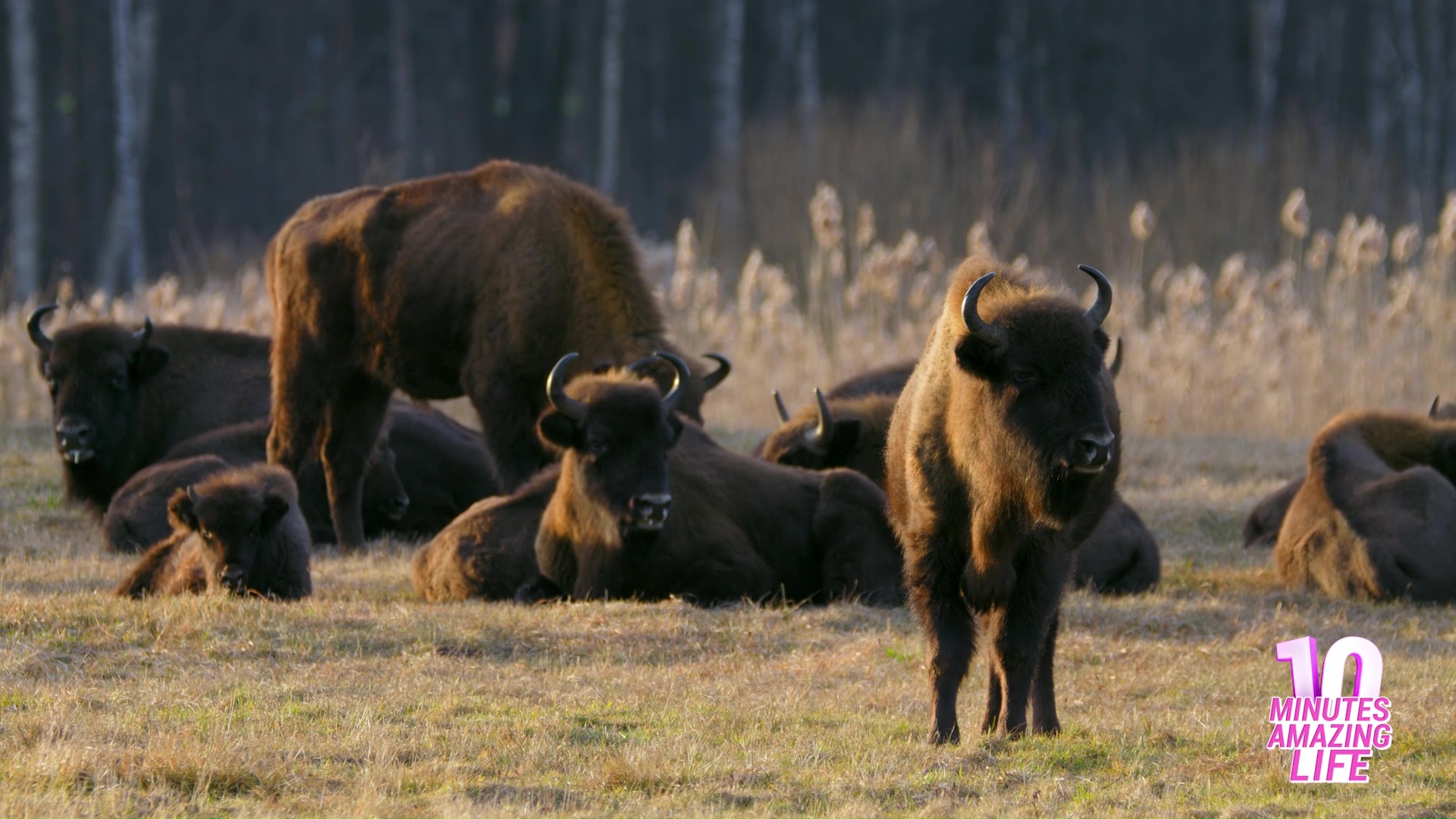 Wild bison gathered in a calm landscape