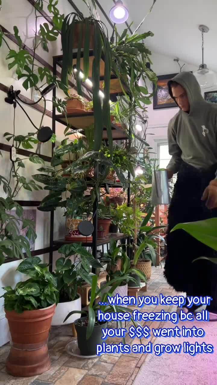 Frozen so my plants can shine #shorts #youtubeshorts #plants