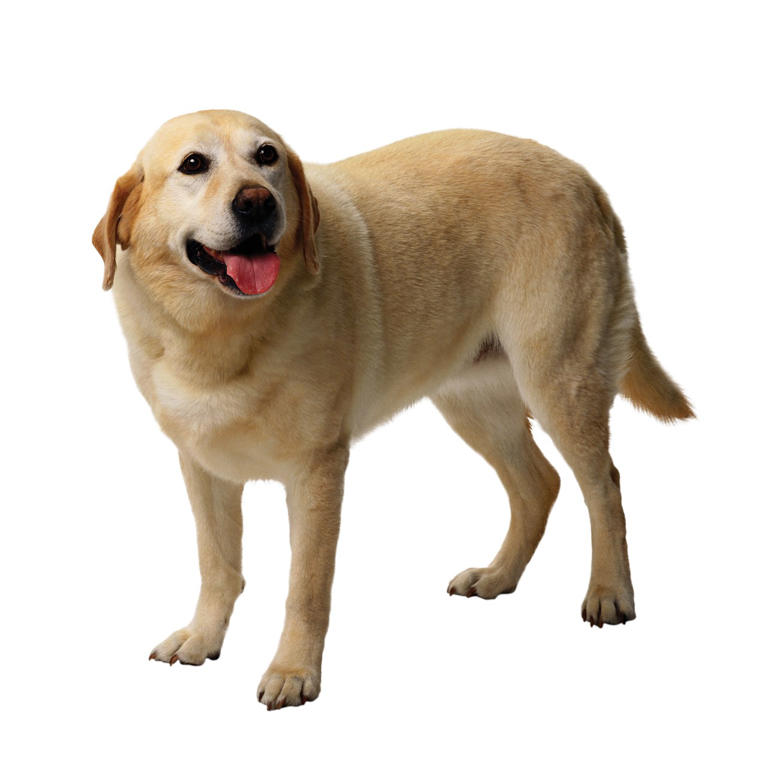 George Saunders spent 20 years thinking about his first novel