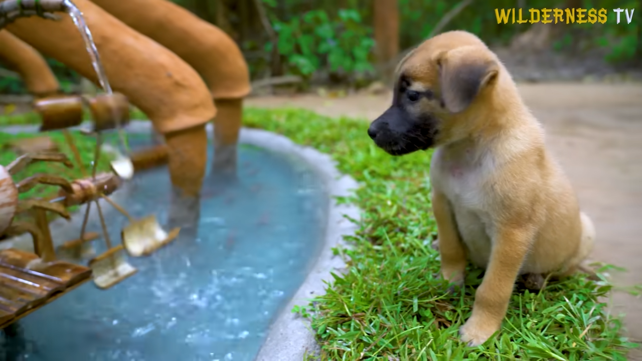 Lost puppies surrounded by water, depending on a shelter to stay alive