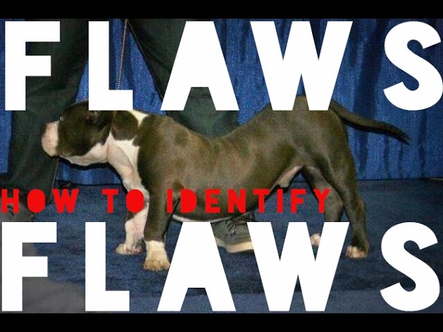How to identify flaws in your bully dog