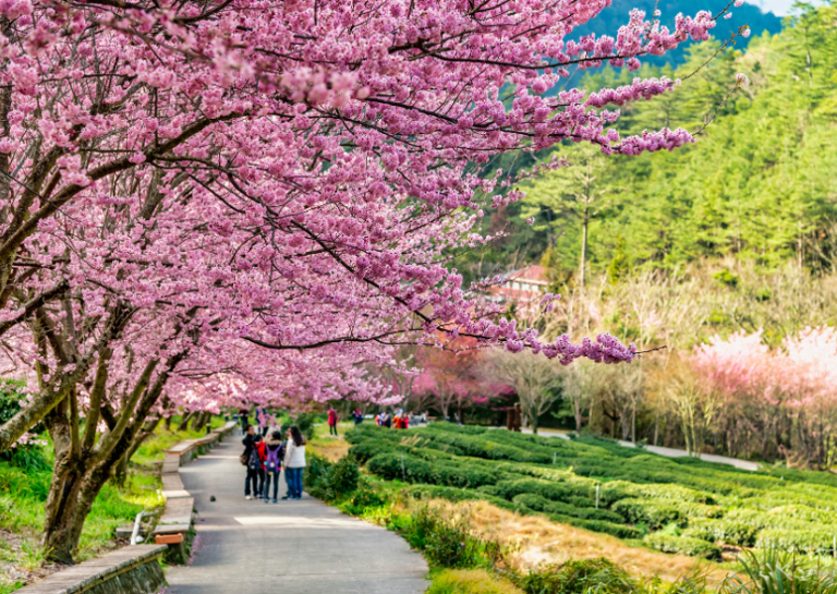 List: Best places to see cherry blossoms in Taiwan and when it's best ...