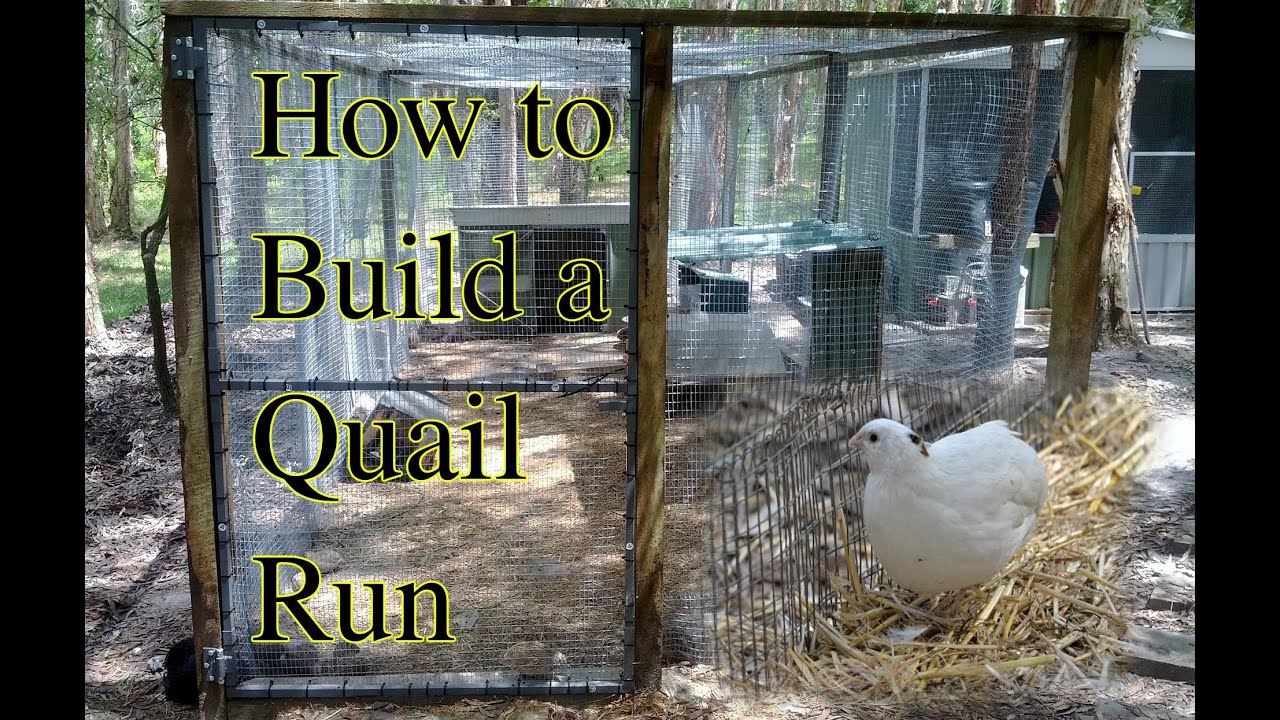 How to build a Quail or Chicken Run.mp4