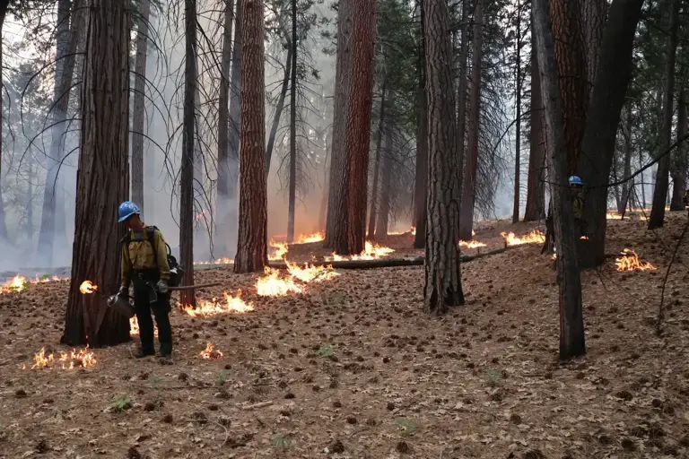 This forest management practice reduced wildfire damage by 60%, records ...