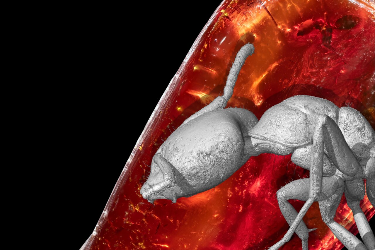 Exceptionally well-preserved ant in Goethe's amber examined