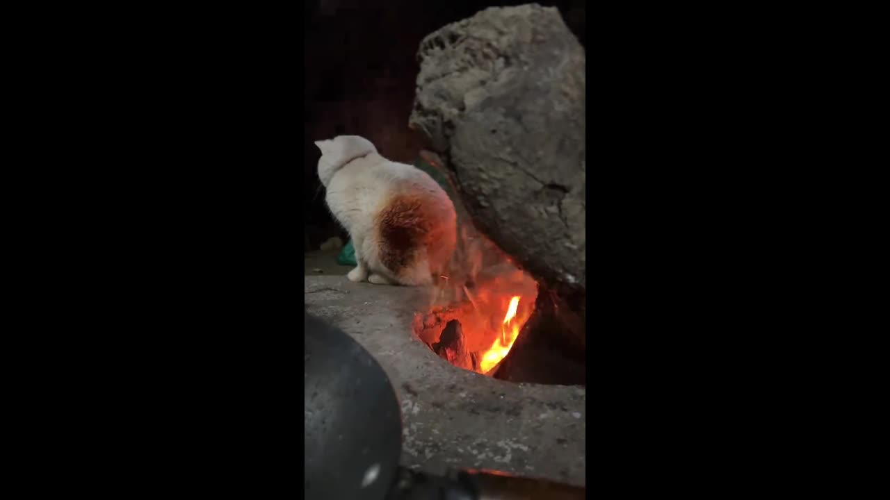 Cat relaxes dangerously close to a fire for warmth in Guangdong, China