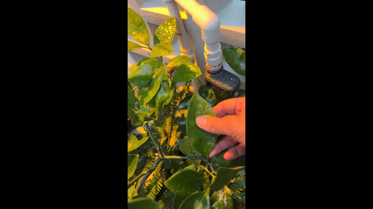 Dog bites frozen leaf ice sculpture in Hunan, China