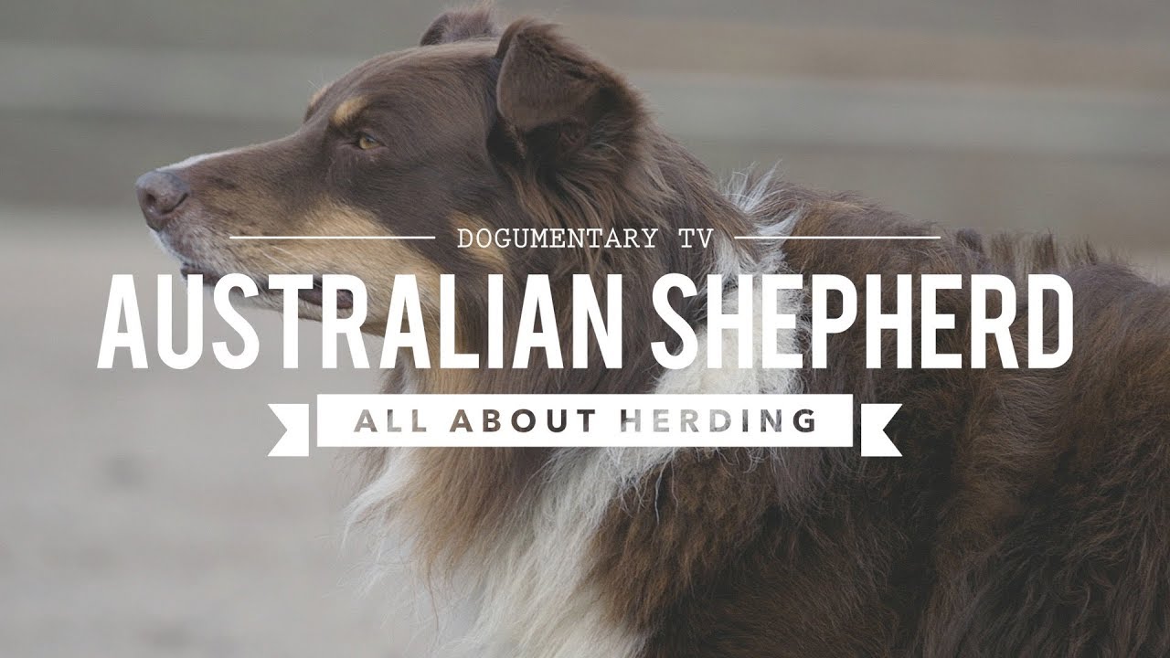 Australian shepherds all about herding