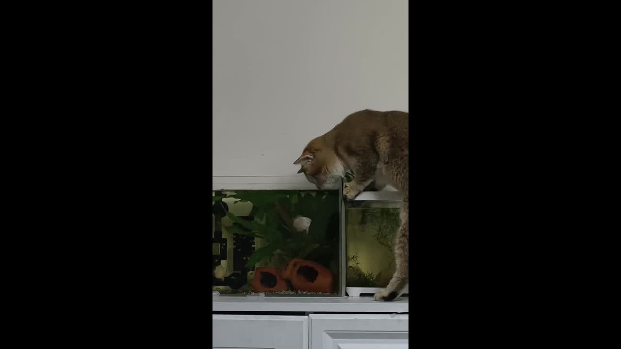 Curious cat outmatched by a feisty fish in an aquarium, Shaanxi, China