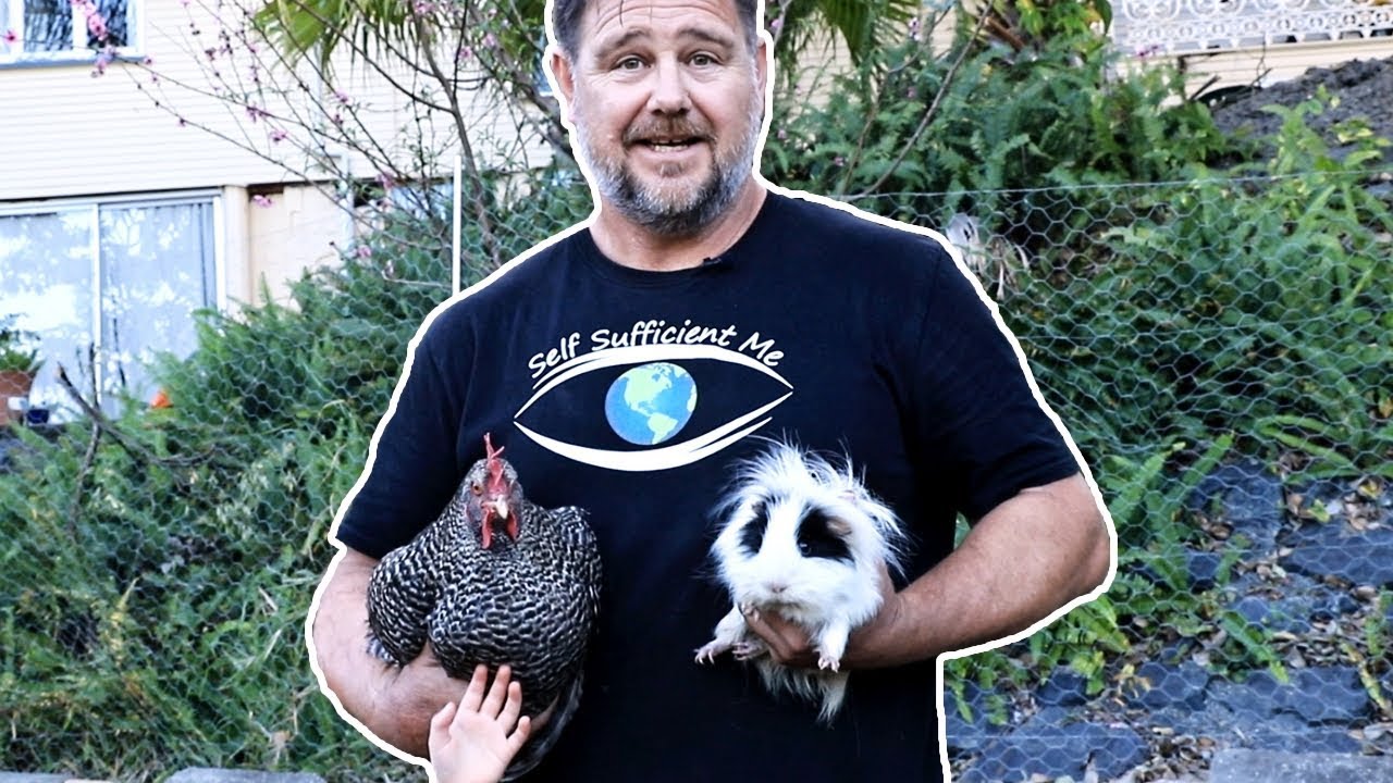 Beneficial small animals for your food garden | Growing food in small ...