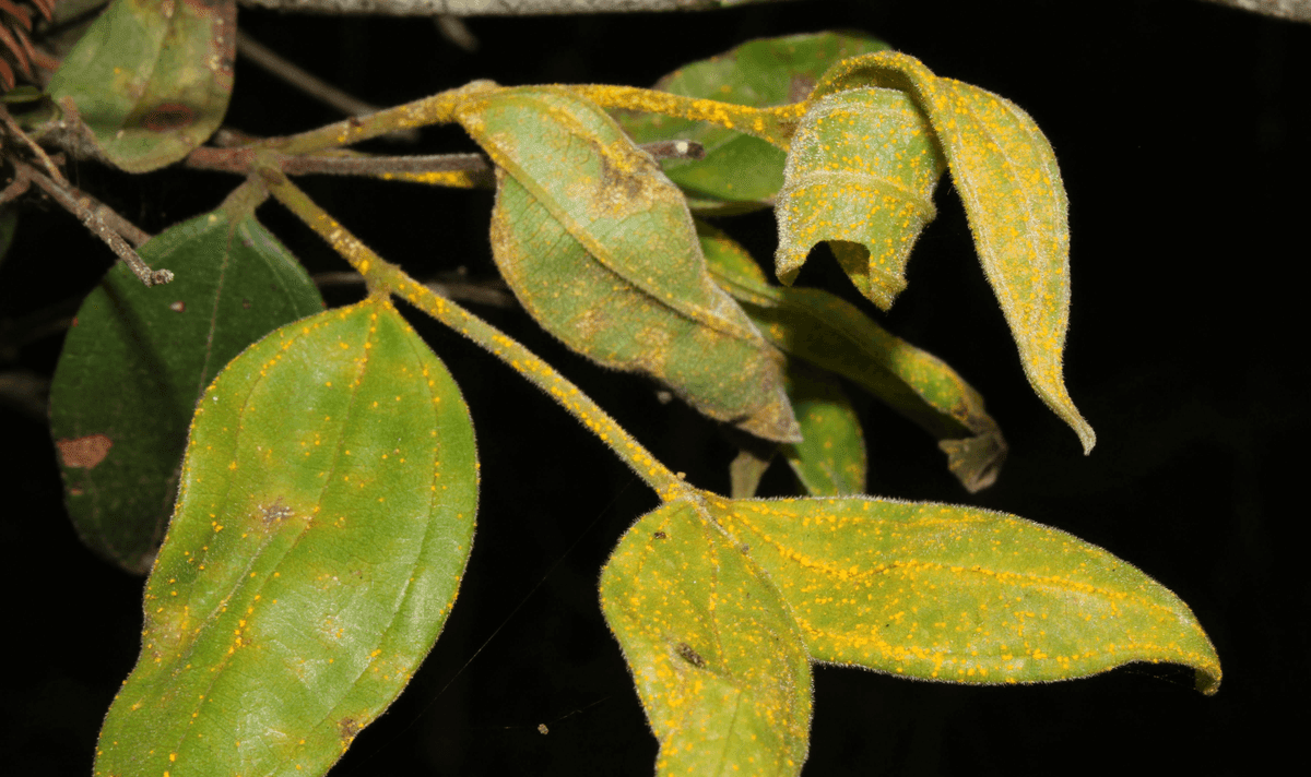 "It sounds like a long shot": Why scientists hope to rescue a zombie tree
