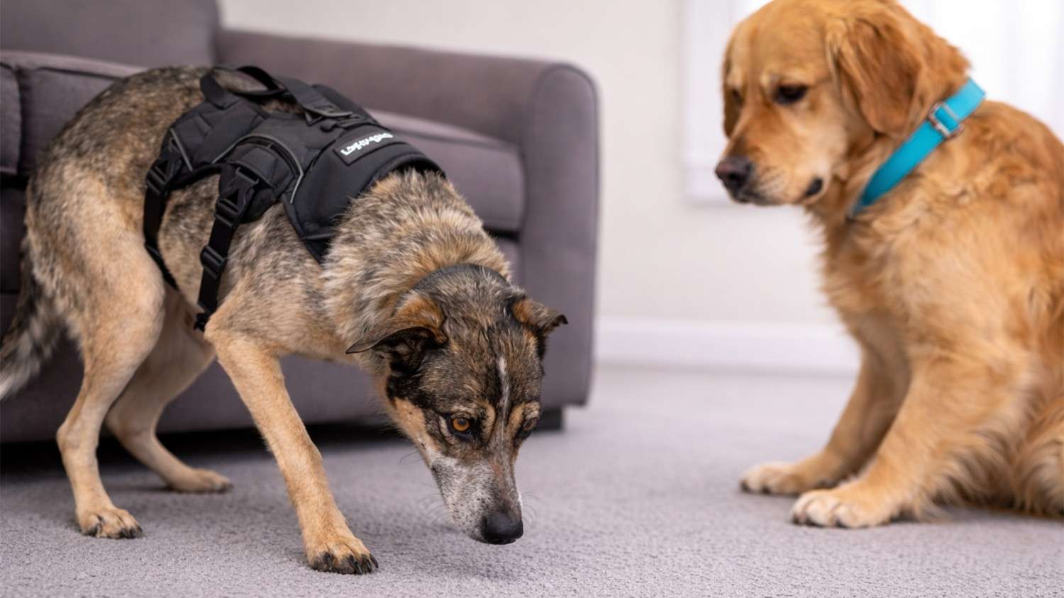 A broken rescue dog approaches a golden retriever
