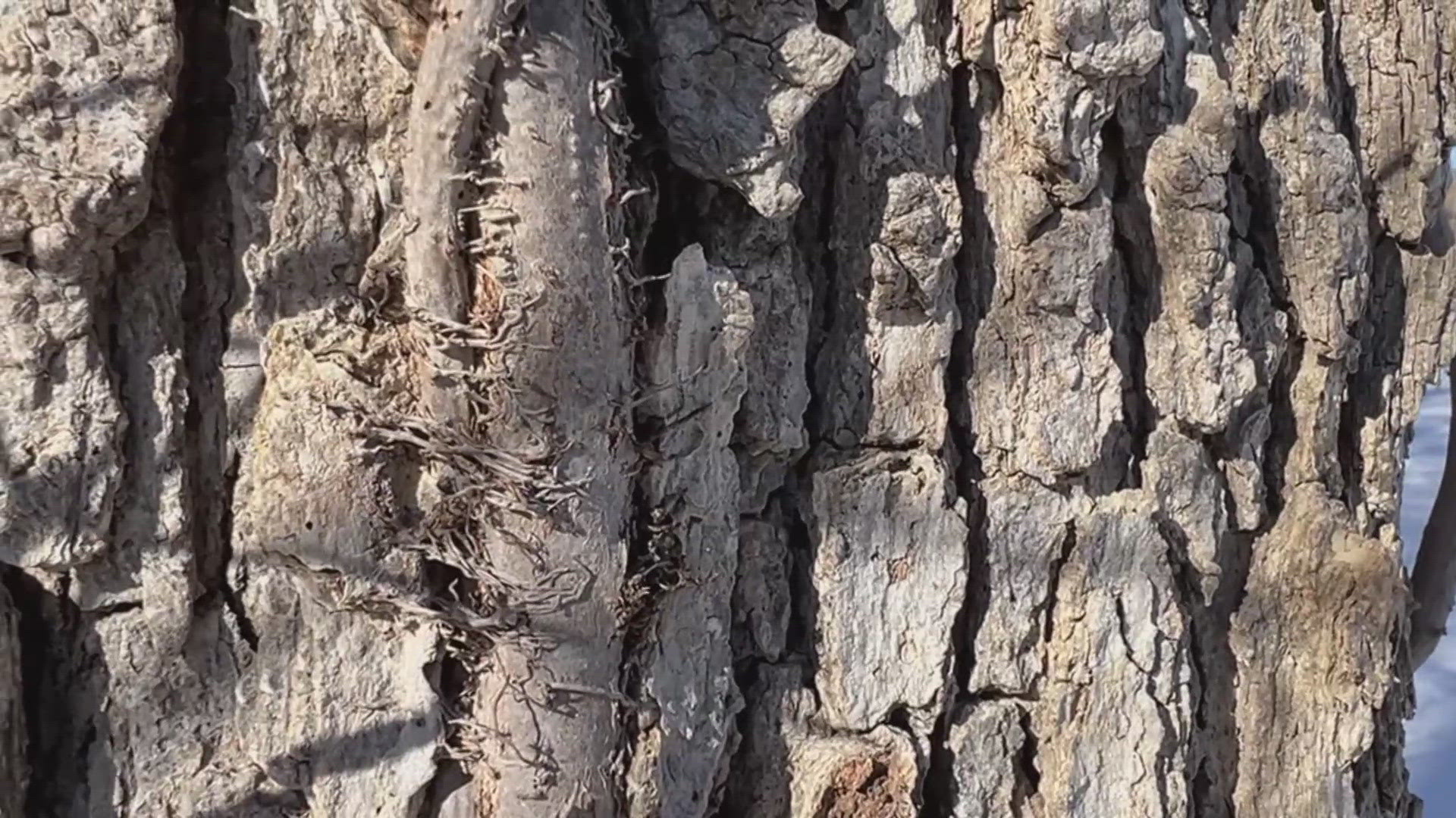 Are trees really exploding during winter weather?