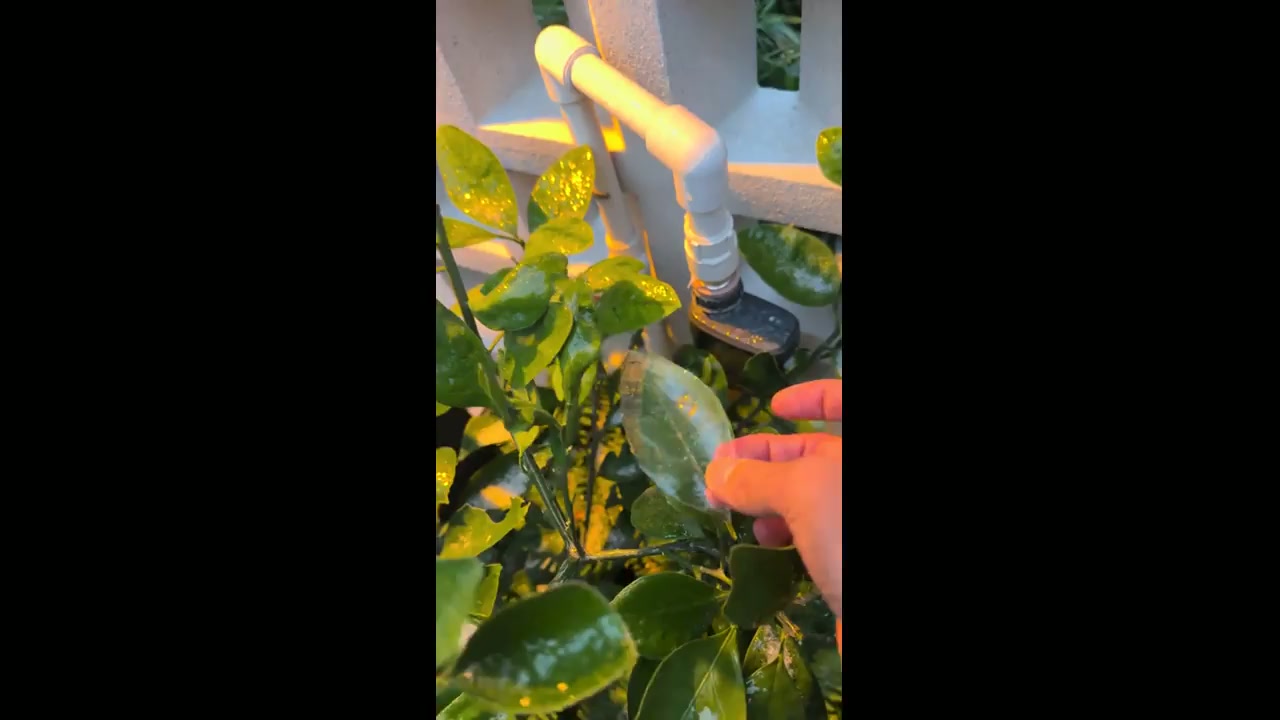 Dog bites frozen leaf ice sculpture in Hunan, China