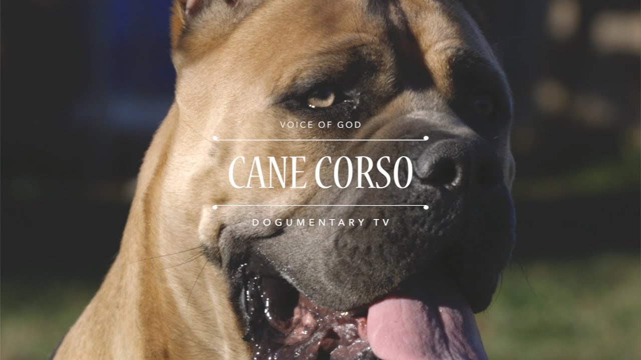 The voice of God: Cane Corso