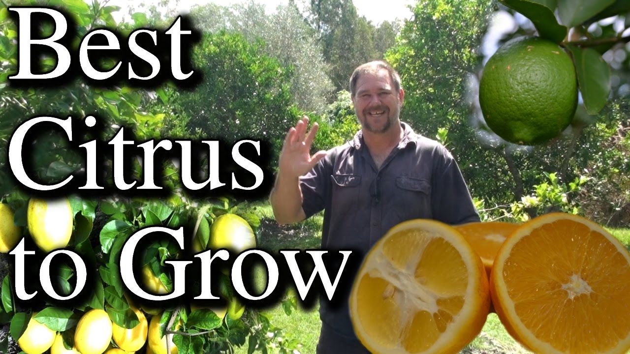 Top five citrus fruit trees to grow in your backyard