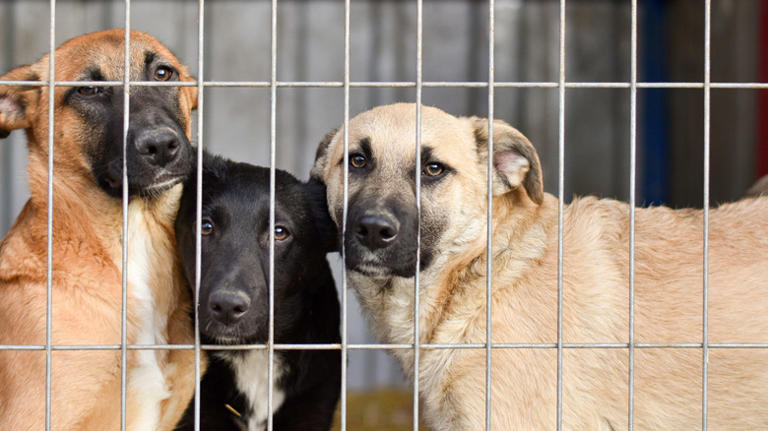 We asked a shelter worker which dog breeds are returned the most and ...