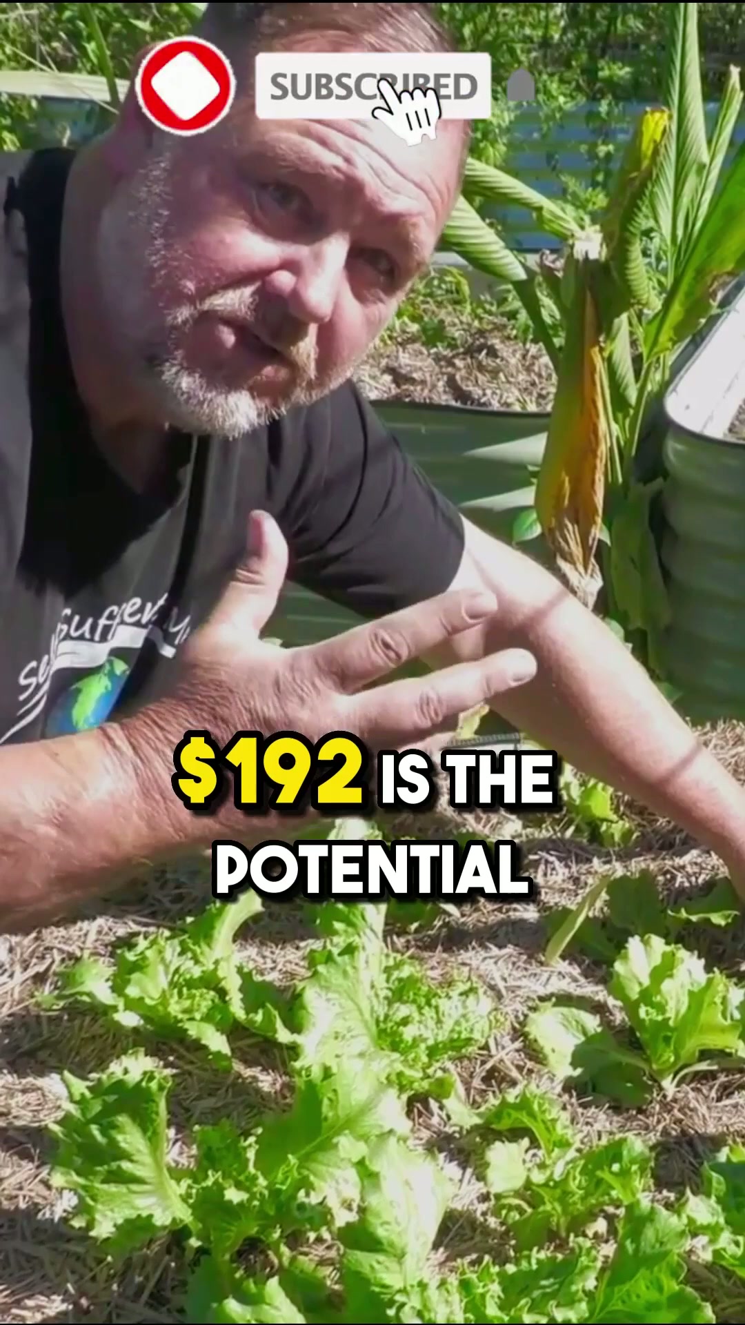 Save money growing your own lettuce