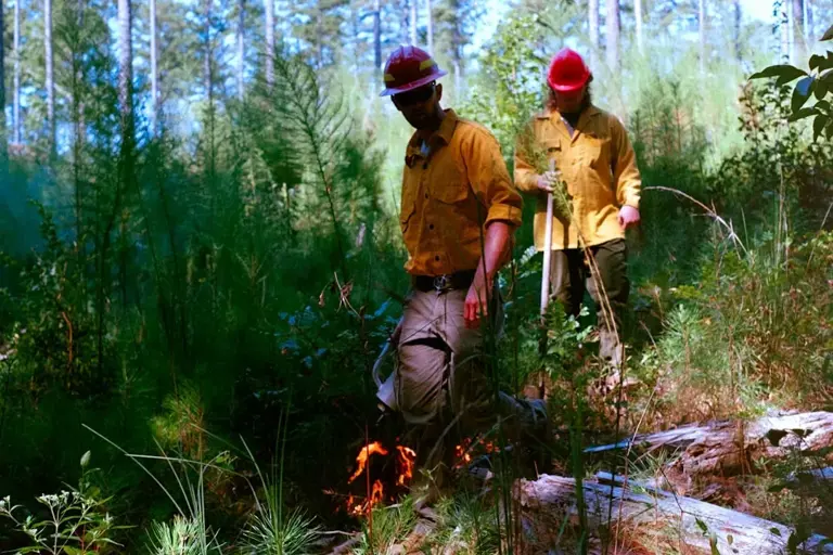 This forest management practice reduced wildfire damage by 60%, records ...