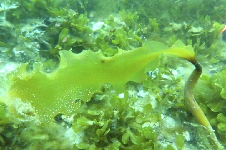 New evidence reveals how Greenland's seaweed locks away carbon in the ...