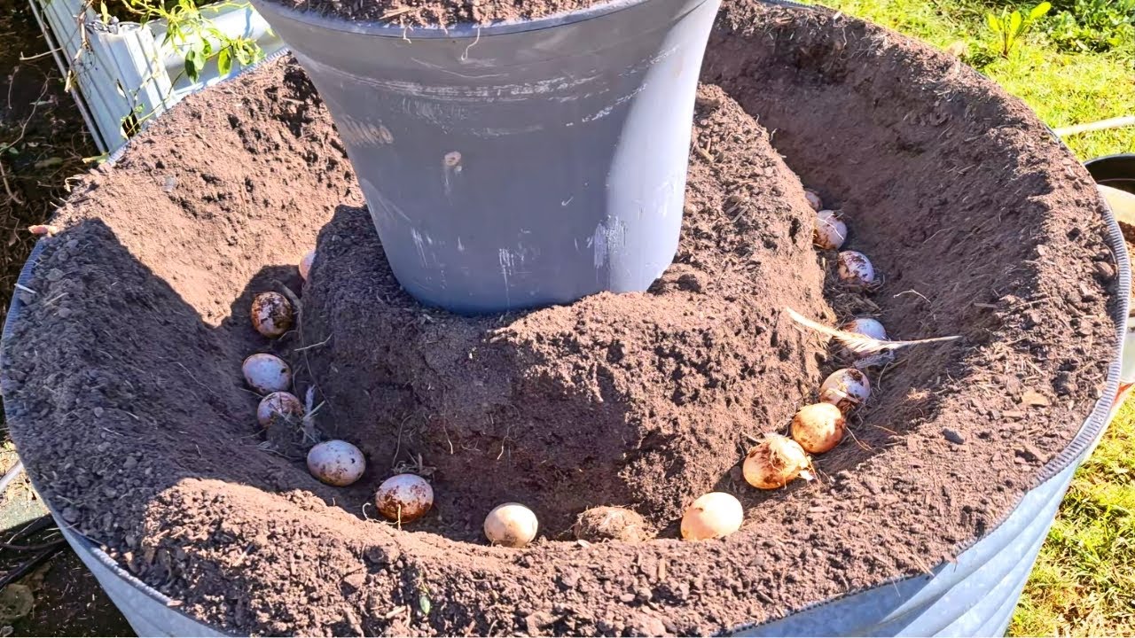 What Happens When You Bury POTATOES with DUCK EGGS for Fertiliser?