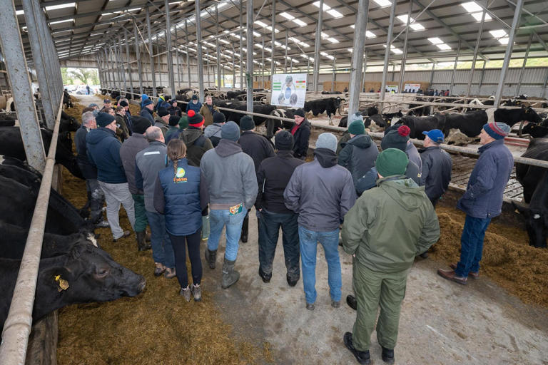 Calf rearing event at Patrick Kelly's farm, Killygordon, Donegal