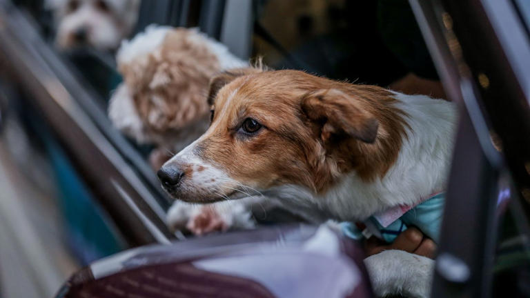 Washington state bill would let you leave your car idling for your pet