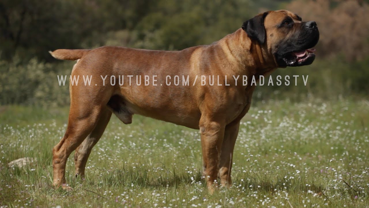 Boerboel: A dog lover's introduction