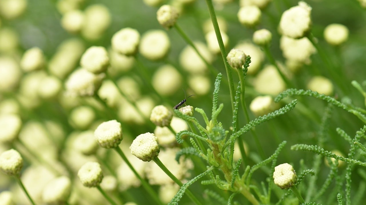 Diese Pflanze schmeckt nach Oliven – und wächst sogar auf dem Balkon