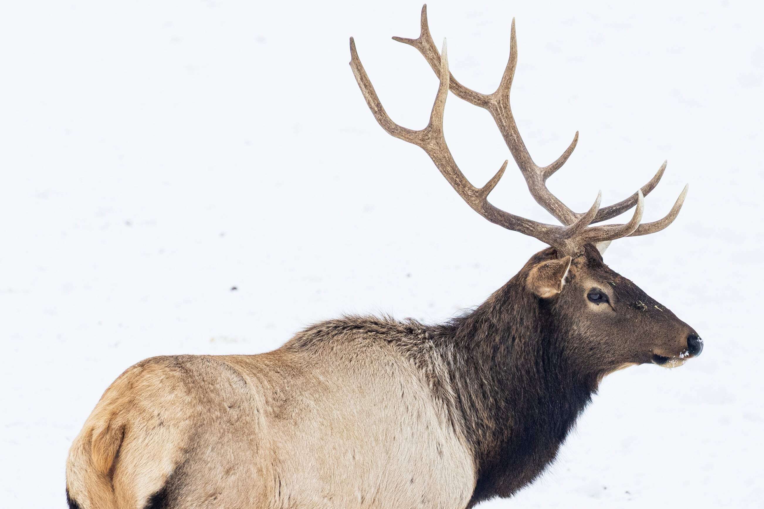 Michigan elk harvest down in 2025 due to challenging conditions