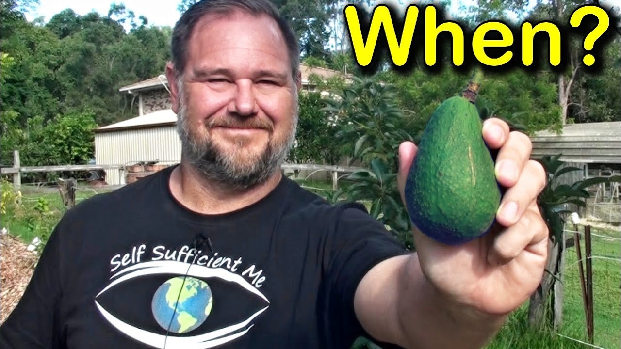 When is avocado fruit ripe & ready to be picked from the tree