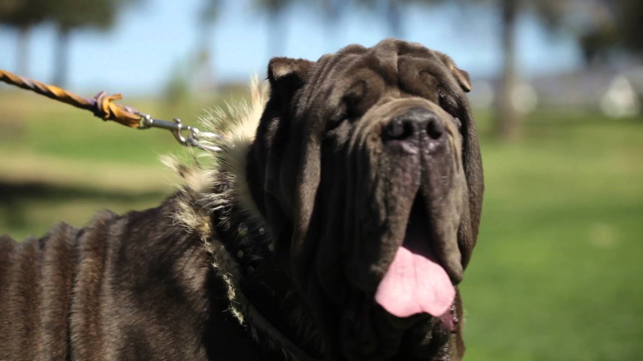 Neapolitan mastiff: A dog lover's introduction