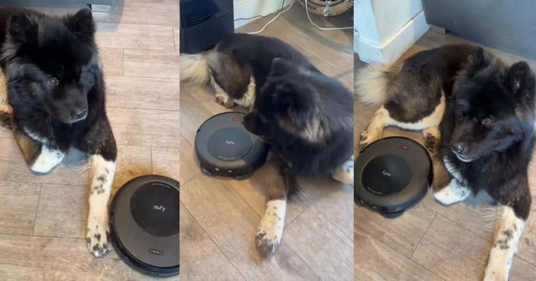 Video: Dog is so unbothered by robot vacuum it's hilarious