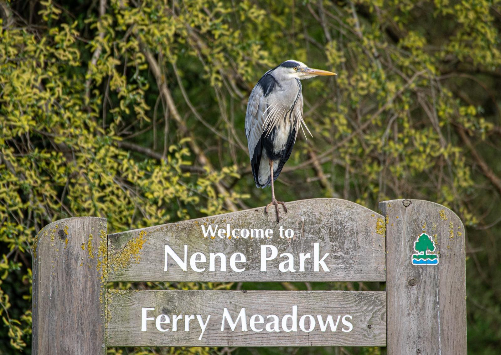 RSPB Big Garden Birdwatch: Peterborough Telegraph readers' best ...