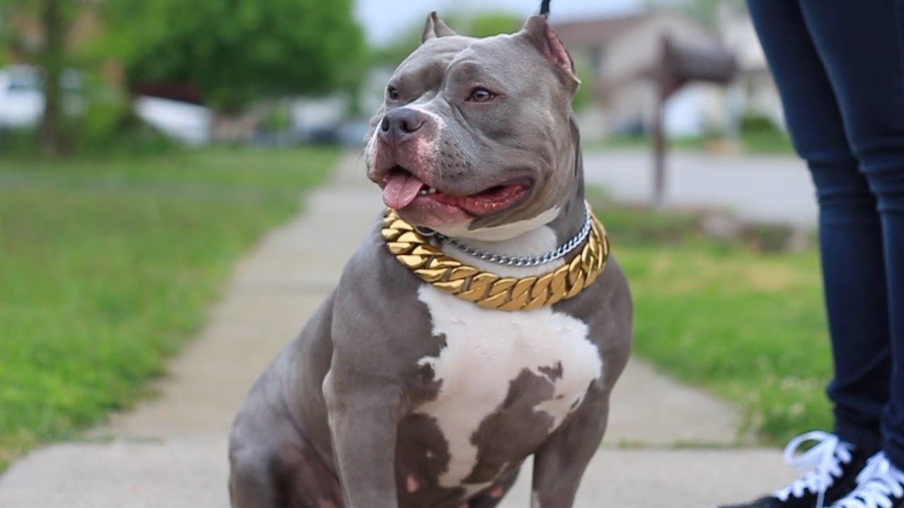 The return of the amazing American Bully Zelda White (fan submitted)