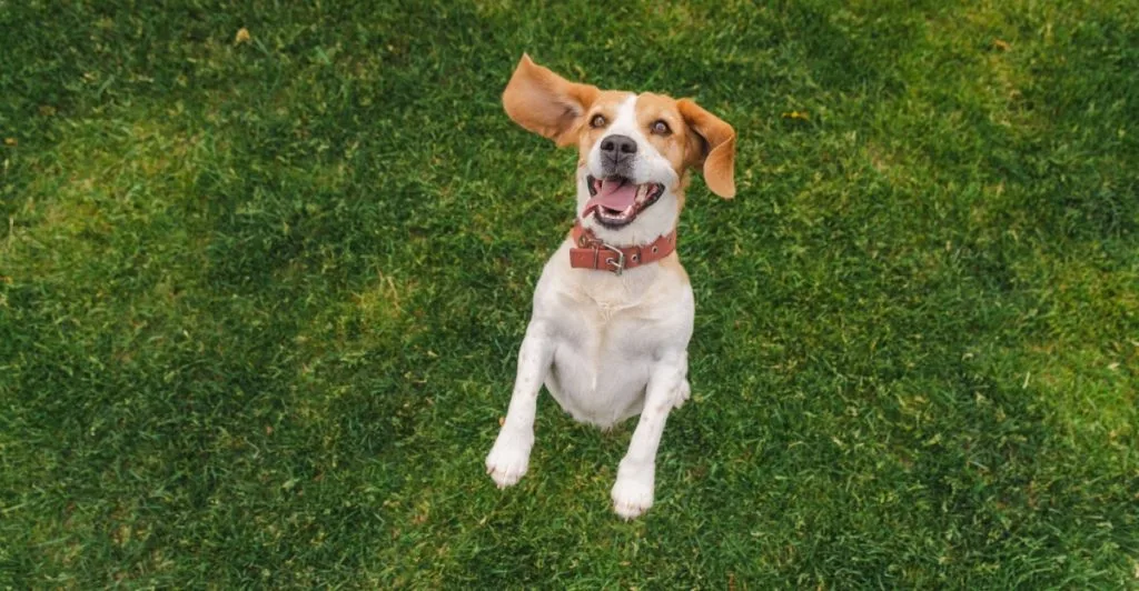 Experten avslöjar: Så får du din hund att sluta hoppa upp – för gott